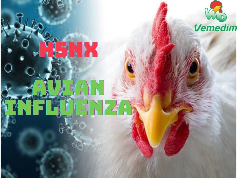H5nx Highly Pathogenic Avian Influenza