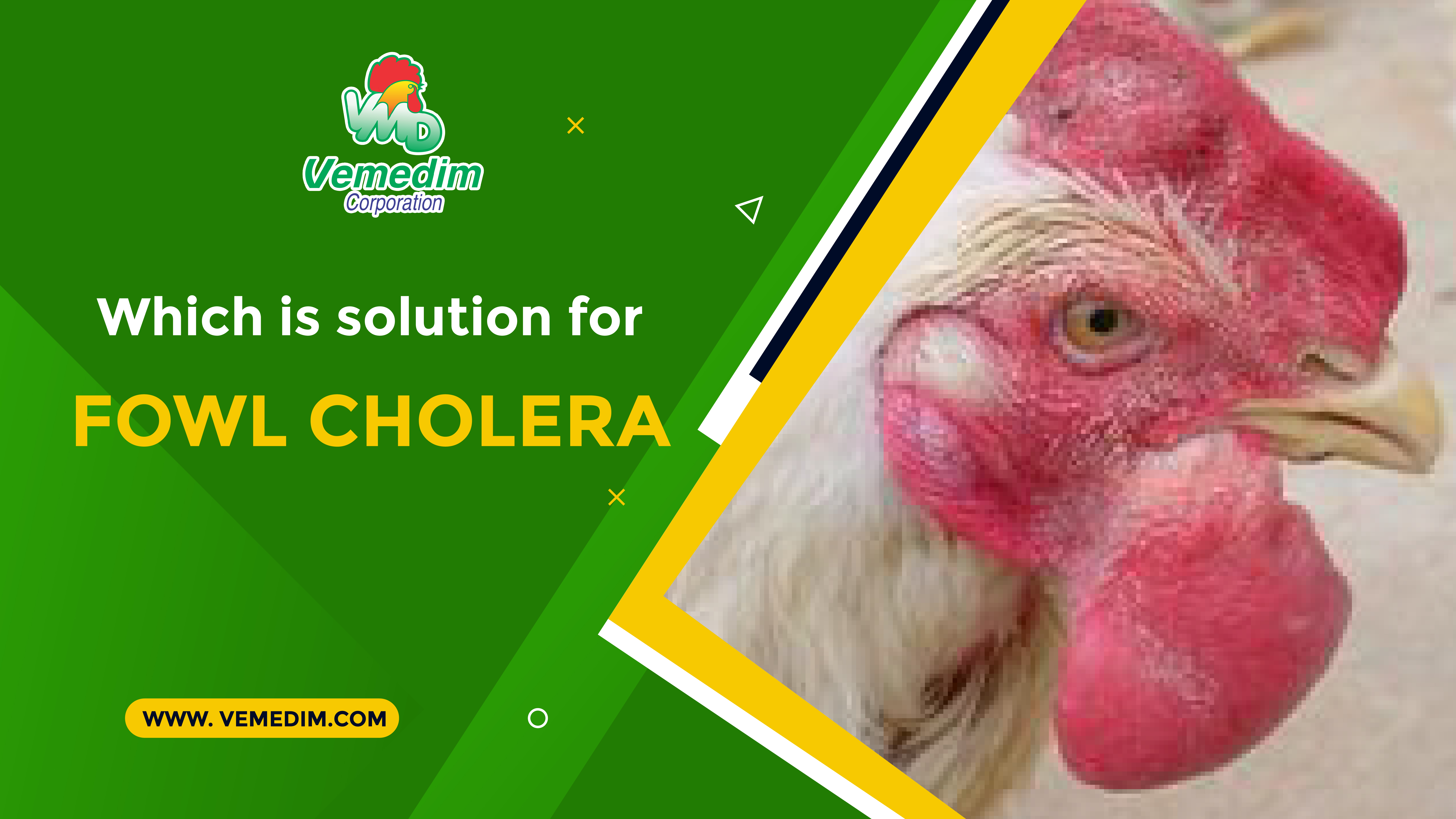Technical information - FOWL CHOLERA IN POULTRY