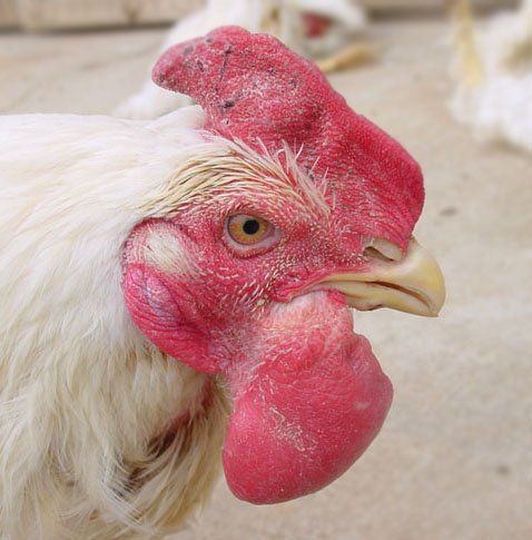 Thông tin kĩ thuật - PHÁC ĐỒ ĐIỀU TRỊ TỤ HUYẾT TRÙNG GIA CẦM