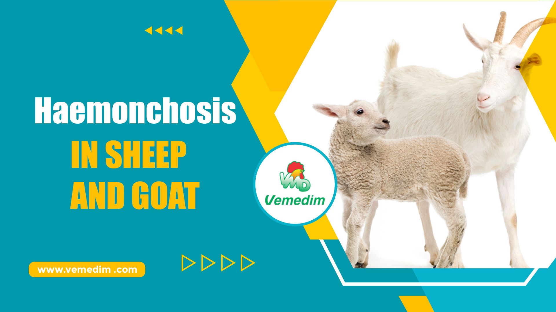 Haemonchus Contortus Life Cycle