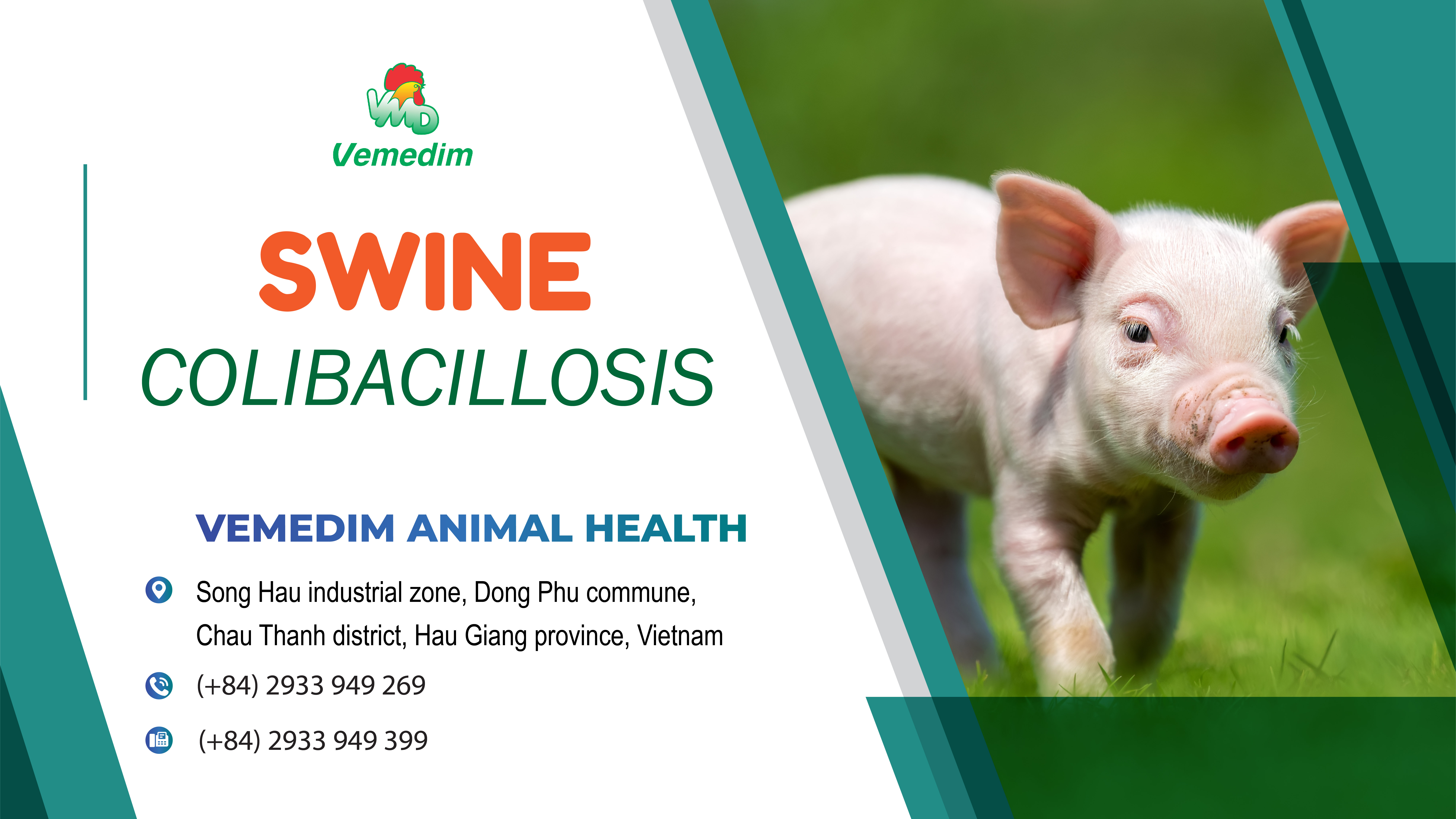 Technical information - SWINE COLIBACILLOSIS IN PIG