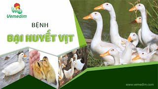 Thông tin kĩ thuật - QUY TRÌNH ĐIỀU TRỊ BỆNH BỆNH BẠI HUYẾT TRÊN VỊT