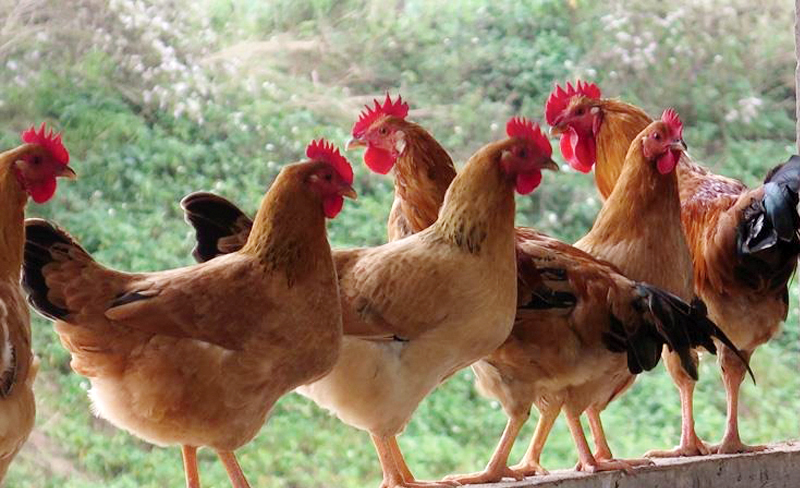 MỘT SỐ GIỐNG GÀ RI VÀ RI LAI