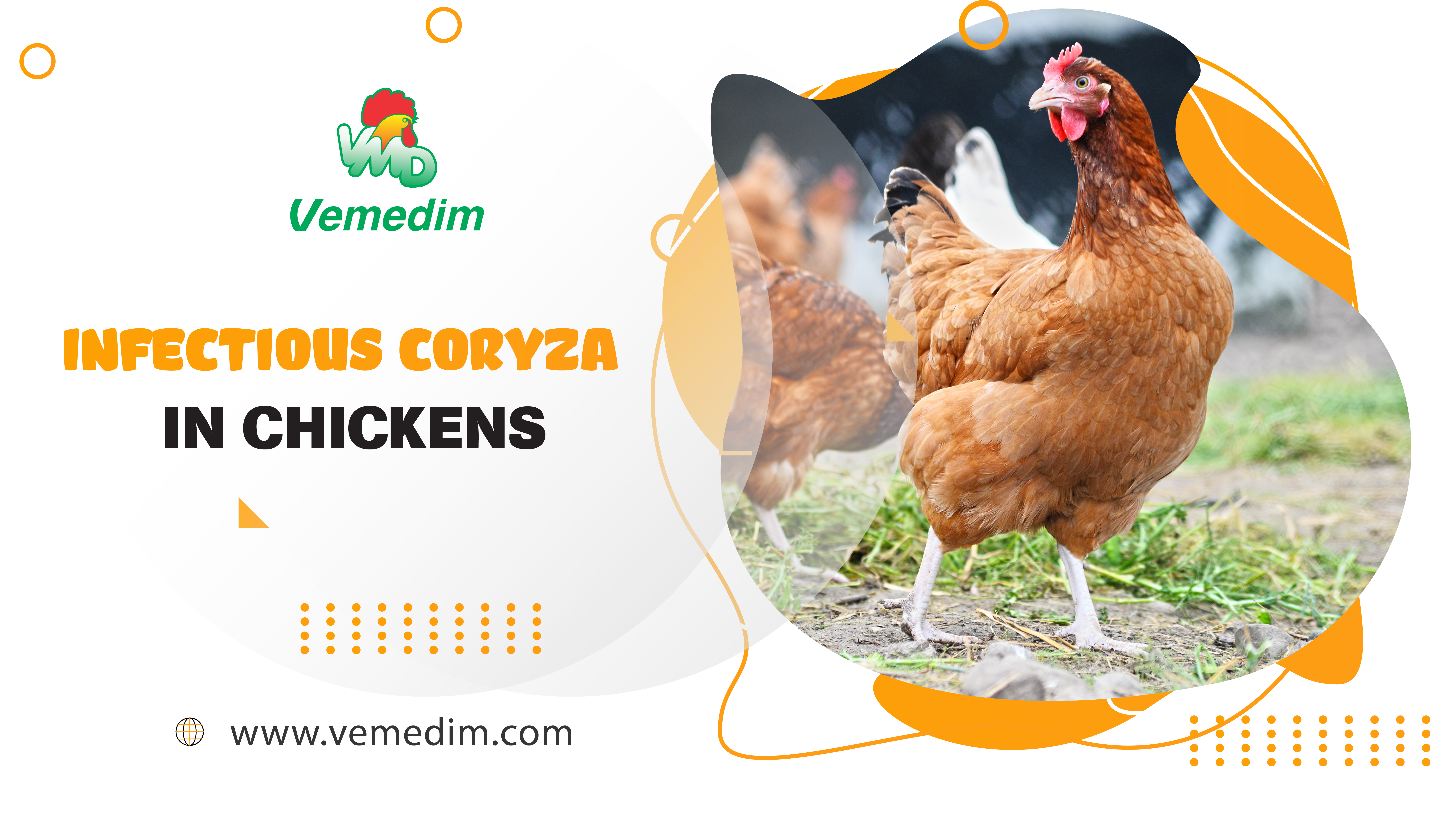 Technical information - INFECTIOUS CORYZA IN CHICKENS