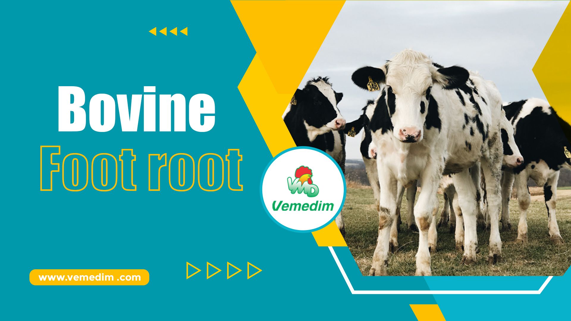 Technical information - BOVINE FOOT ROT