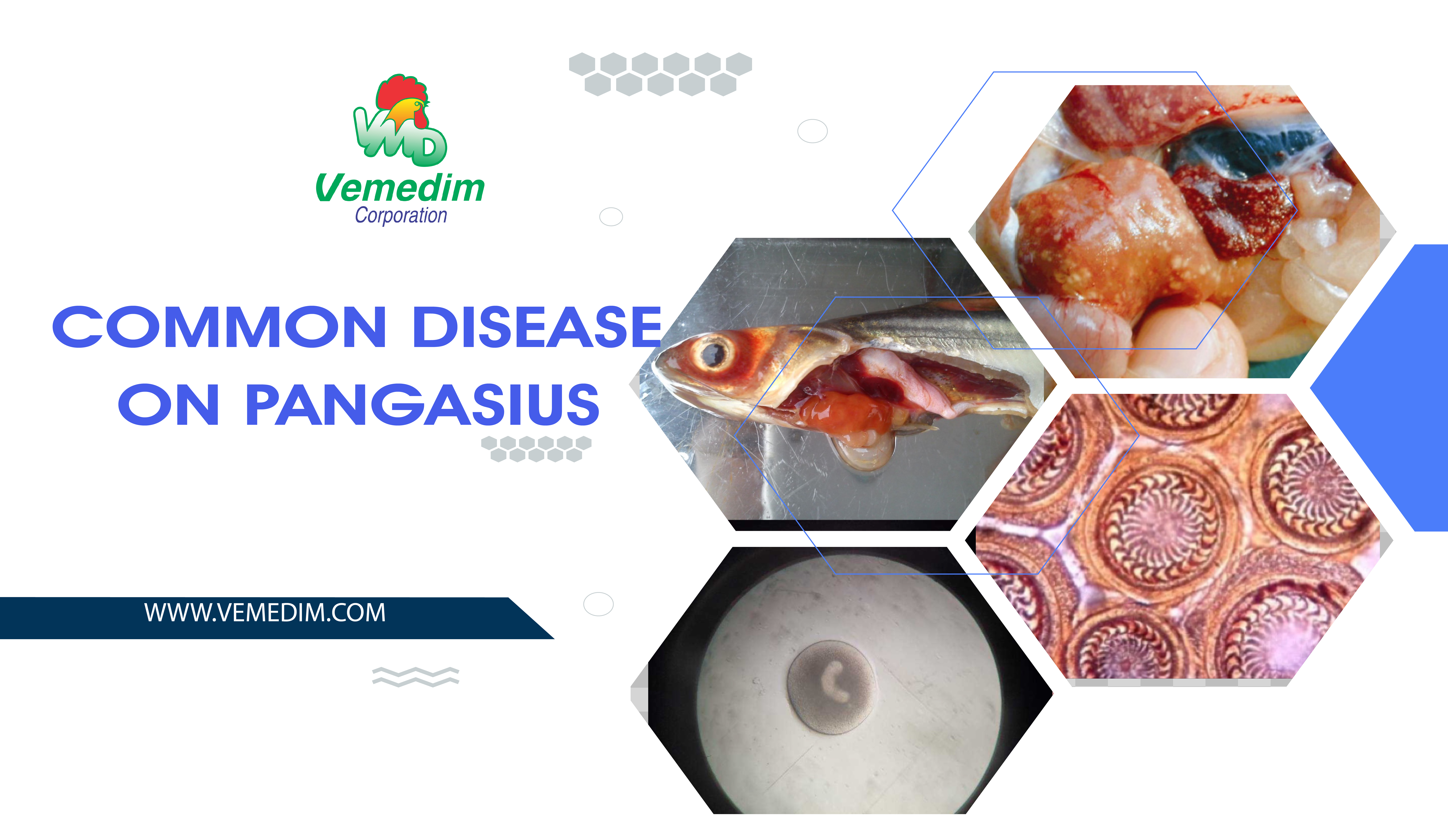 Technical information - COMMON DISEASES ON PANGASIUS (Pangasius ...